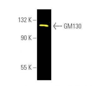 GM130 Antibody (H-7) - Western Blotting - Image 391197