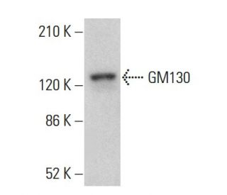 Anti-GM130 Antibody (NN 2C10/1) | SCBT - Santa Cruz Biotechnology