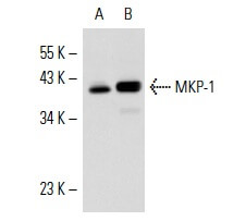 goat anti-rabbit IgG-HRP Secondary Antibody | SCBT - Santa Cruz ...