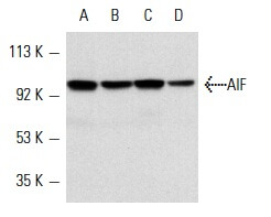 goat anti-rabbit IgG-HRP Secondary Antibody | SCBT - Santa Cruz ...