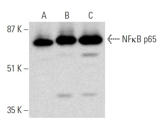 goat anti-rabbit IgG-HRP Secondary Antibody | SCBT - Santa Cruz ...
