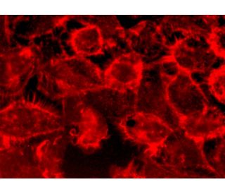 goat anti-rabbit IgG-R Secondary Antibody | SCBT - Santa Cruz Biotechnology