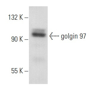 Anti-golgin 97 Antibody (CDFX) | SCBT - Santa Cruz Biotechnology