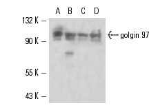 Anti-golgin 97 Antibody (CDFX) | SCBT - Santa Cruz Biotechnology