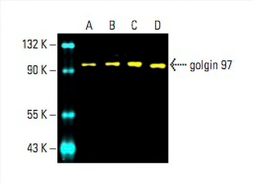 Anti-golgin 97 Antibody (CDFX) | SCBT - Santa Cruz Biotechnology