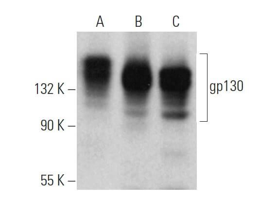 CD130/gp130 Antibody (E-8) | SCBT - Santa Cruz Biotechnology