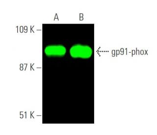 gp91-phox Antibody (54.1) - Western Blotting - Image 372659
