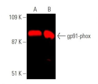 gp91-phox Antibody (54.1) - Western Blotting - Image 372660