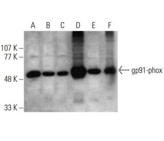 gp91-phox Antibody (54.1) - Western Blotting - Image 376842