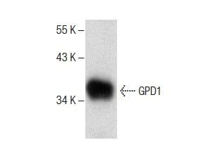 GPD1抗体 (E-7) | SCBT - Santa Cruz Biotechnology