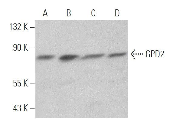 GPD2抗体 (D-12) | SCBT - Santa Cruz Biotechnology