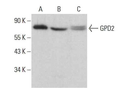 Anti-GPD2 Antibody (D-9) | SCBT - Santa Cruz Biotechnology