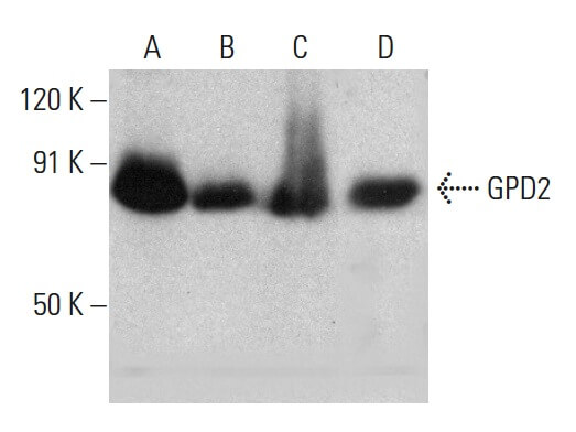 Anti-GPD2 Antibody (D-9) | SCBT - Santa Cruz Biotechnology