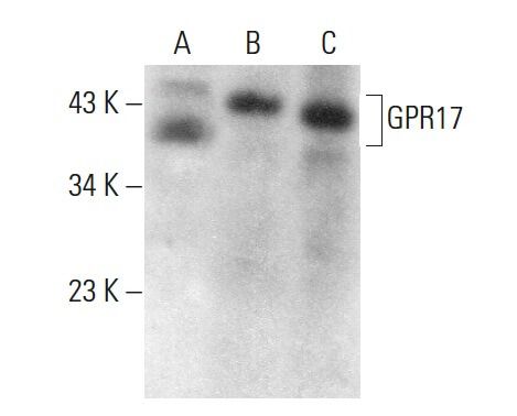 GPR17 Antibody (A-10) | SCBT - Santa Cruz Biotechnology