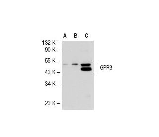 GPR3 Antibody (18-L) | SCBT - Santa Cruz Biotechnology