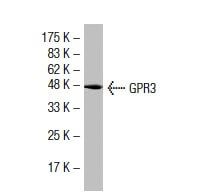 GPR3 Antibody (18-L) | SCBT - Santa Cruz Biotechnology