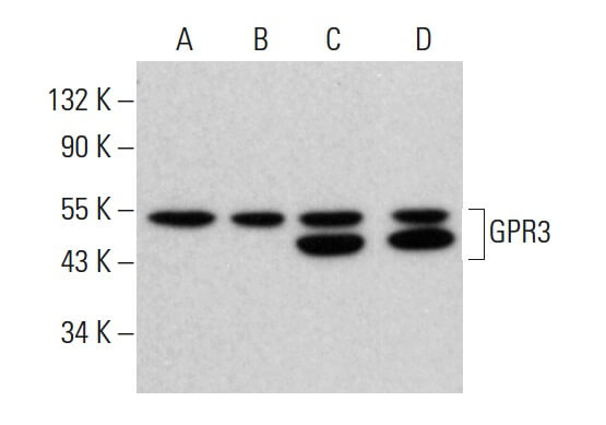 Anti-GPR3 Antibody (B-5) | SCBT - Santa Cruz Biotechnology