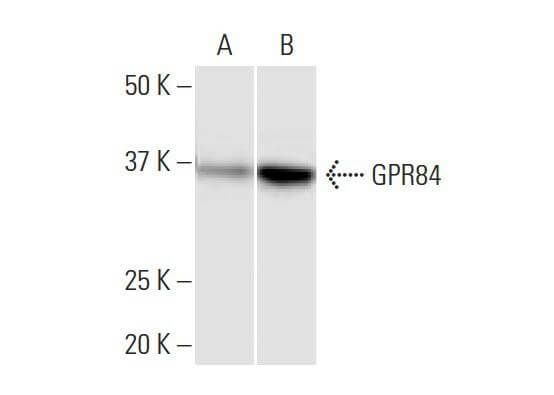 GPR84抗体 (1D9) | SCBT - Santa Cruz Biotechnology