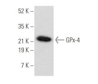GPx-4 Antibody (B-12) - Western Blotting - Image 355544