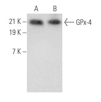 Glutathione Peroxidase 4/GPX4抗体 (B-12) | SCBT - Santa Cruz Biotechnology