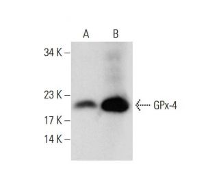 Glutathione Peroxidase 4/GPX4 Antibody (D-3) | SCBT - Santa Cruz ...