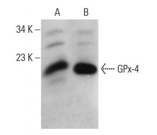 GPx-4 Antibody (D-3) - Western Blotting - Image 380548