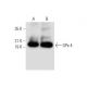 Glutathione Peroxidase 4/GPX4 Antibody (E-12) | SCBT - Santa Cruz ...