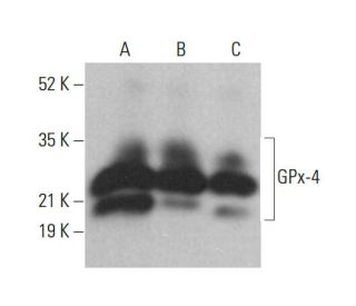 GPx-4 Antibody (E-12) - Western Blotting - Image 380052
