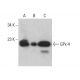 Anti-Glutathione Peroxidase 4/GPX4 Antibody (E-12) | SCBT - Santa Cruz ...