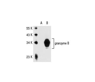 granzyme B Antibody (2C5) - Western Blotting - Image 31116