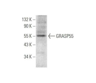 GRASP55 Antibody (E-5) - Western Blotting - Image 350806
