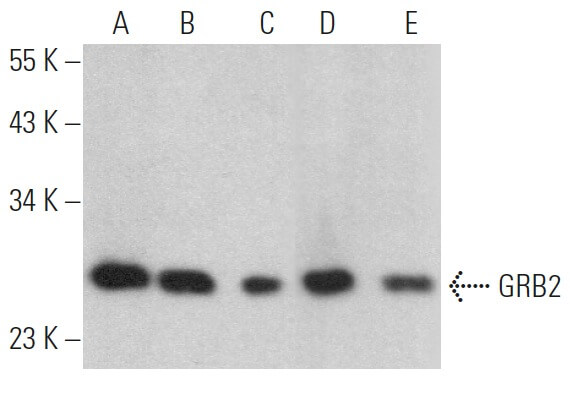 GRB2 Antibody (C-7) | SCBT - Santa Cruz Biotechnology