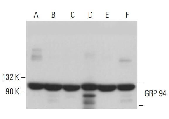 GRP 94抗体 (9G10) | SCBT - Santa Cruz Biotechnology