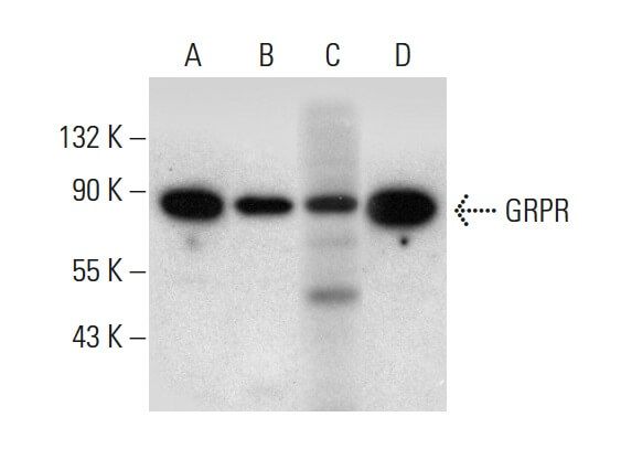 GRPR抗体 (D-1) | SCBT - Santa Cruz Biotechnology