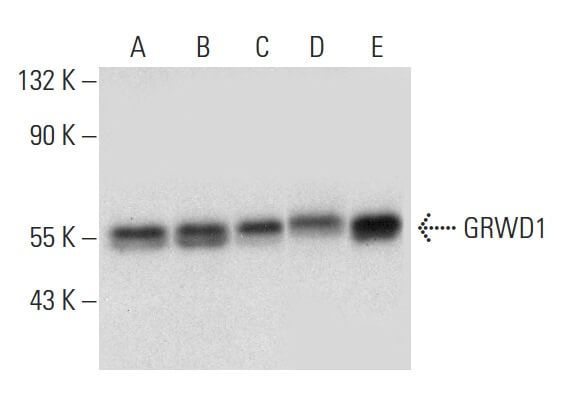 GRWD1抗体 (D-1) | SCBT - Santa Cruz Biotechnology