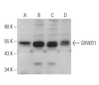 GRWD1 Antibody (D-1) | SCBT - Santa Cruz Biotechnology