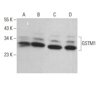 GSTM1 Antibody (1H4F2) - Western Blotting - Image 376409