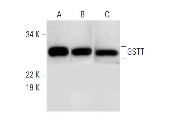 GSTT Antibody (D-1) | SCBT - Santa Cruz Biotechnology