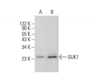 Anti-GUK1 Antibody (C-4) | SCBT - Santa Cruz Biotechnology