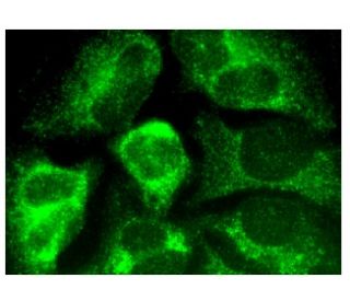 H6PD Antibody (C-10) - Immunofluorescence - Image 282746
