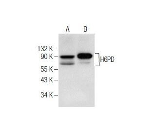 H6PD Antibody (C-10) - Western Blotting - Image 281826