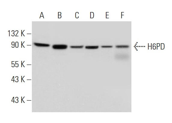 Anti-H6PD Antibody (C-10) | SCBT - Santa Cruz Biotechnology