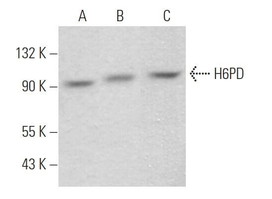 H6PD Antibody (C-10) | SCBT - Santa Cruz Biotechnology