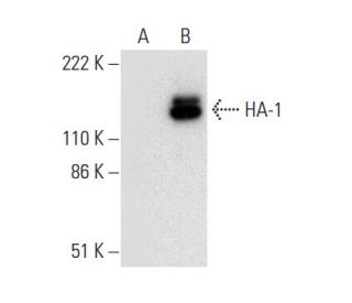 HA-1 Antibody (C-1) - Western Blotting - Image 296914