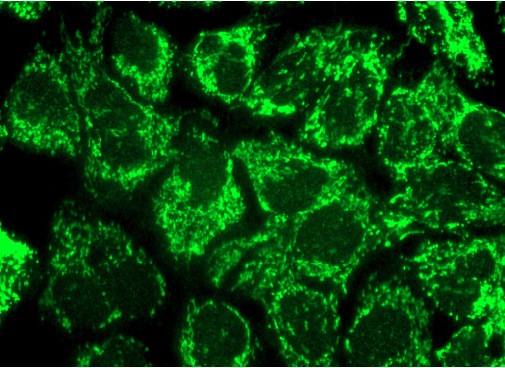 Anti-HADHA Antibody (E-8) | SCBT - Santa Cruz Biotechnology