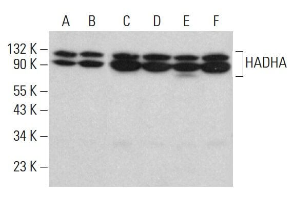 HADHA Antibody (E-8) | SCBT - Santa Cruz Biotechnology
