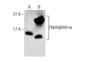 Haptoglobin α Antibody (C-8) | SCBT - Santa Cruz Biotechnology