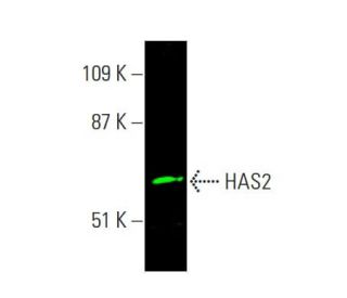 Anti-HAS2 Antibody (A-7) | SCBT - Santa Cruz Biotechnology