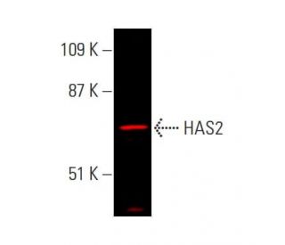 HAS2 Antibody (A-7) | SCBT - Santa Cruz Biotechnology