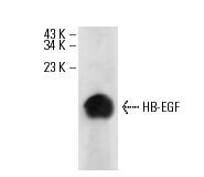 HB-EGF抗体 (E-10) | SCBT - Santa Cruz Biotechnology